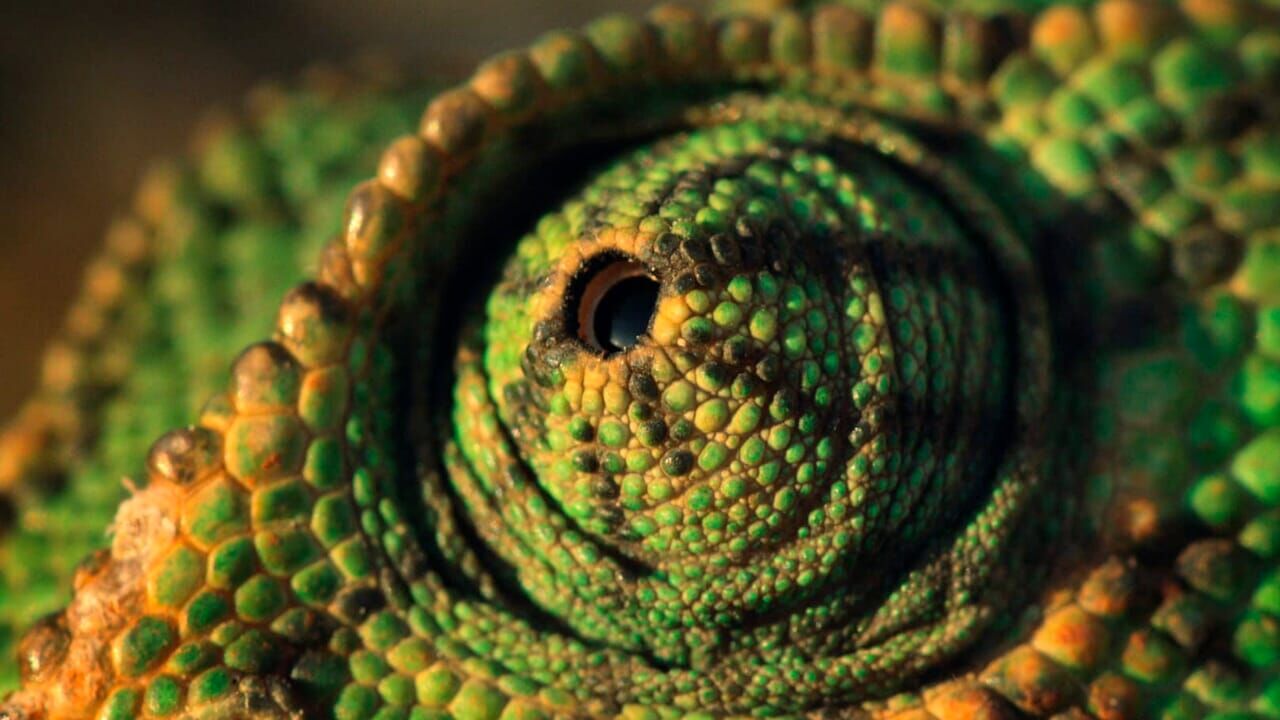 L'Europe sauvage Terres arides (Documentaire) où regarder TV, Replay ...