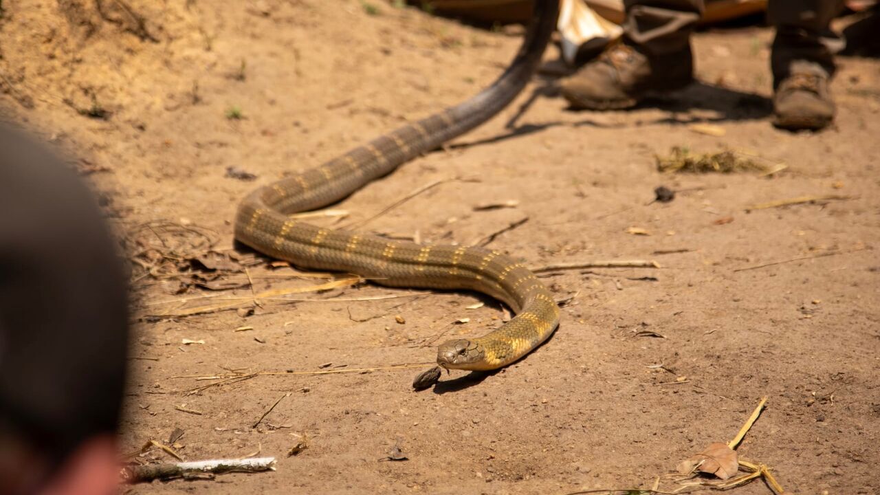 Snakes in the City Le roi des serpents (Documentaire) où regarder TV ...
