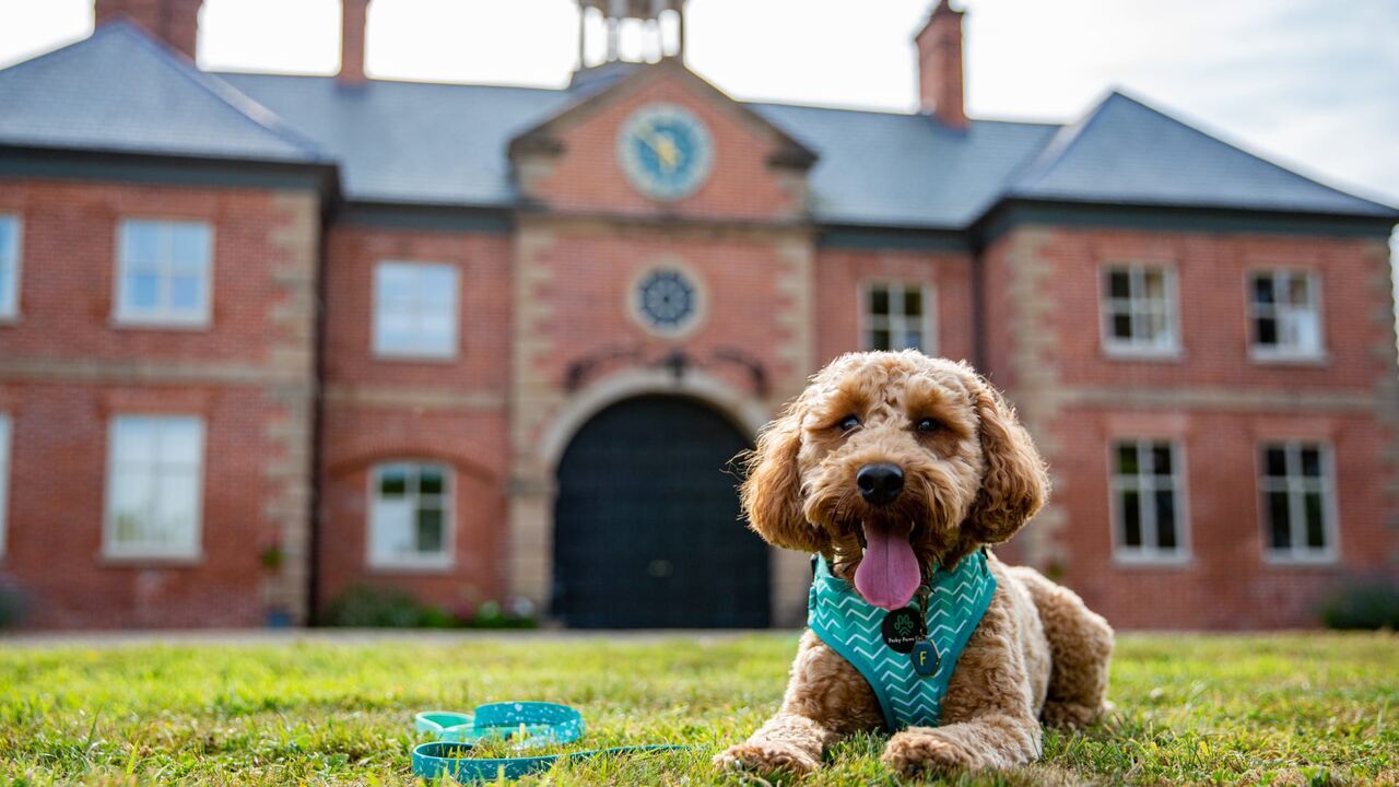 La dog Académie (Documentaire) où regarder TV, Replay, Streaming