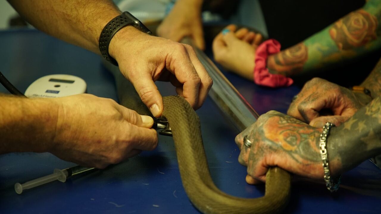 Snakes in the City Mambo du mamba (Documentaire) où regarder TV, Replay ...