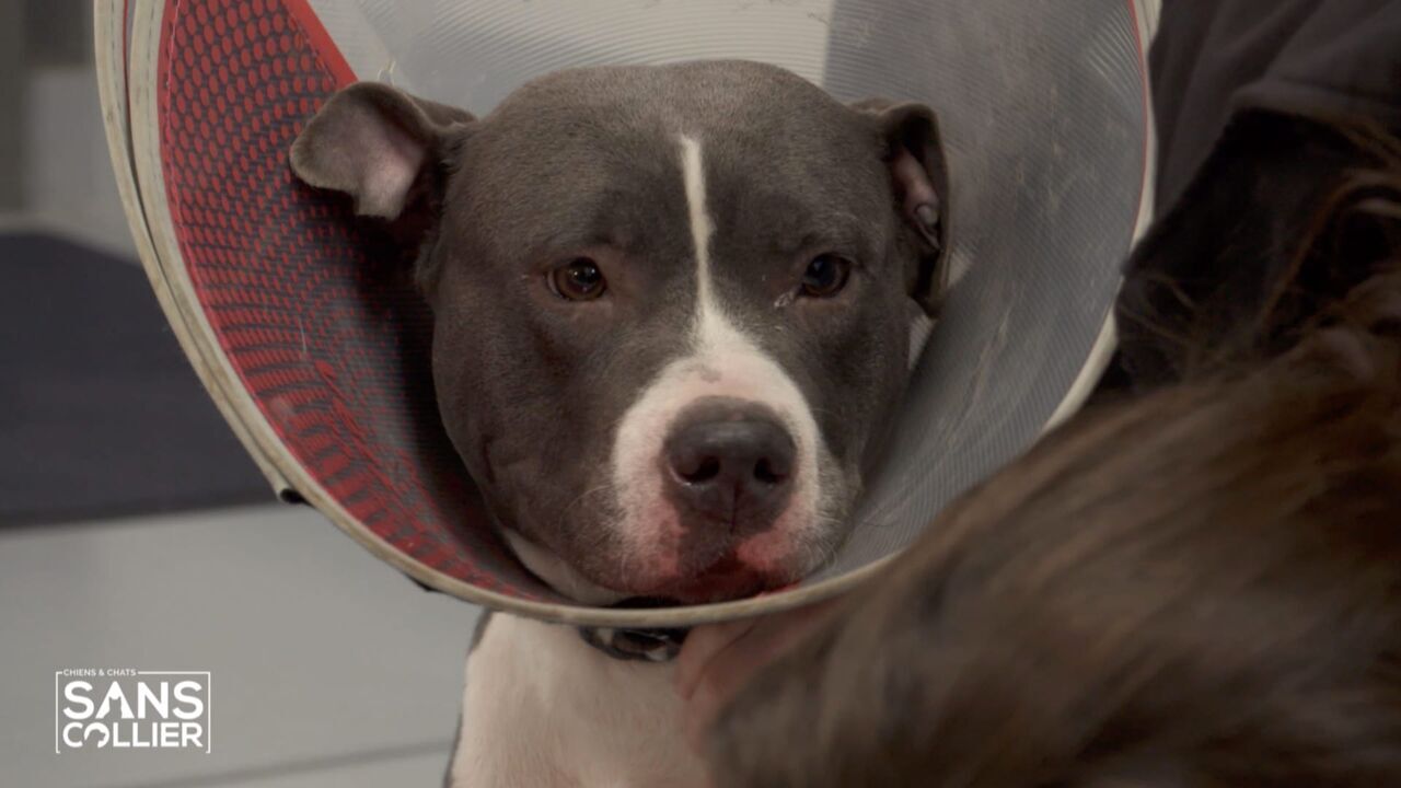 Chiens et chats sans collier Faits l'un pour l'autre - Documentaire (2022)
