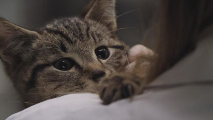 Chiens et chats sans collier Réapprendre à vivre - Documentaire (2022)