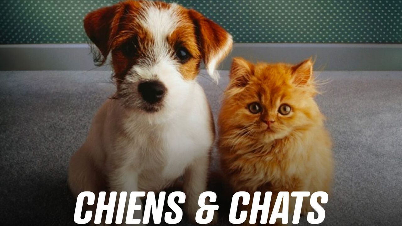 Chiens et chats sans collier - Documentaire (2017 - 2025)