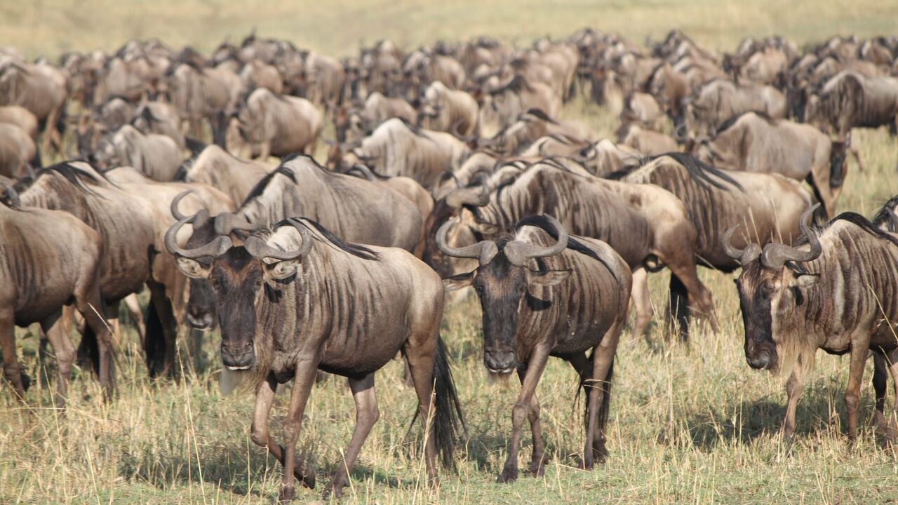 Killer Safari Morsure vs combat - Documentaire (2025)