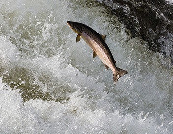 Hooké Labrador : saumon atlantique à Hunt River Lodge…