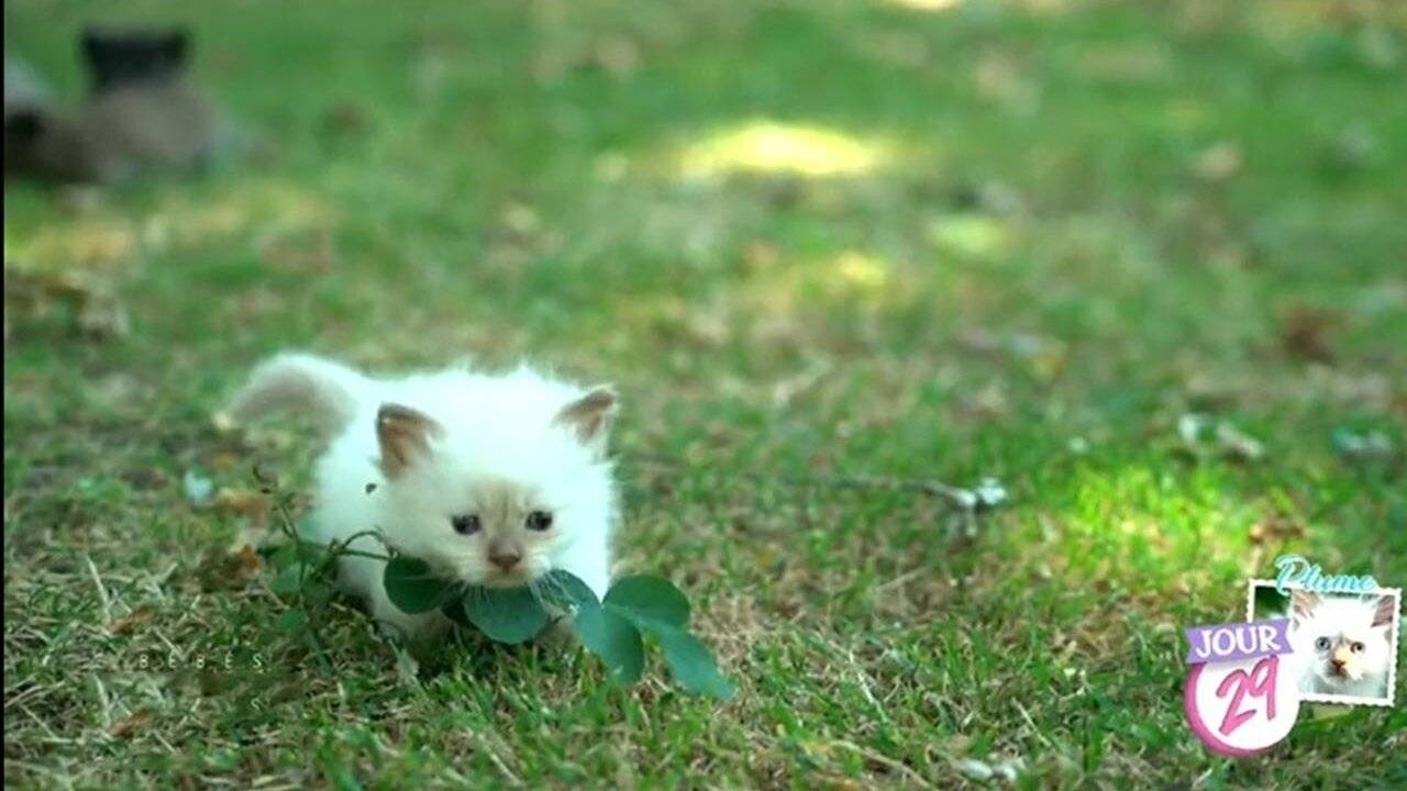Bienvenue au monde Bébés chats, les 100 premiers jours de leur vie ...