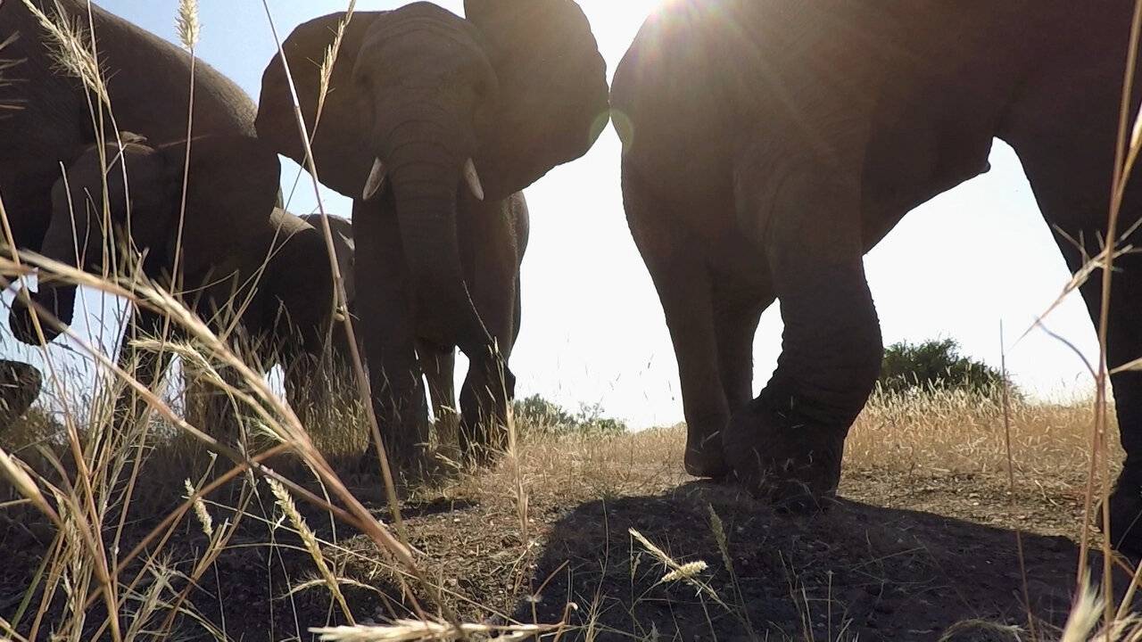 Kim Wolhuter, un réalisateur pas comme les autres S01E08 (Documentaire ...