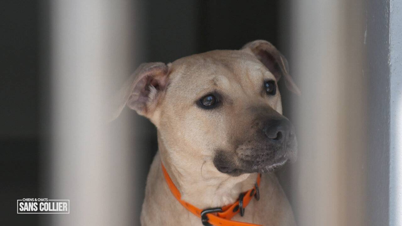 Chiens et chats sans collier E02 - Documentaire (2022)