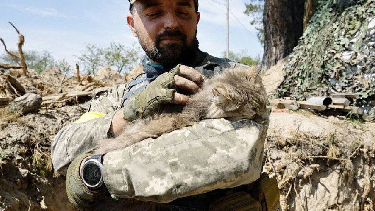 Le dessous des images Chats de guerre - Magazine