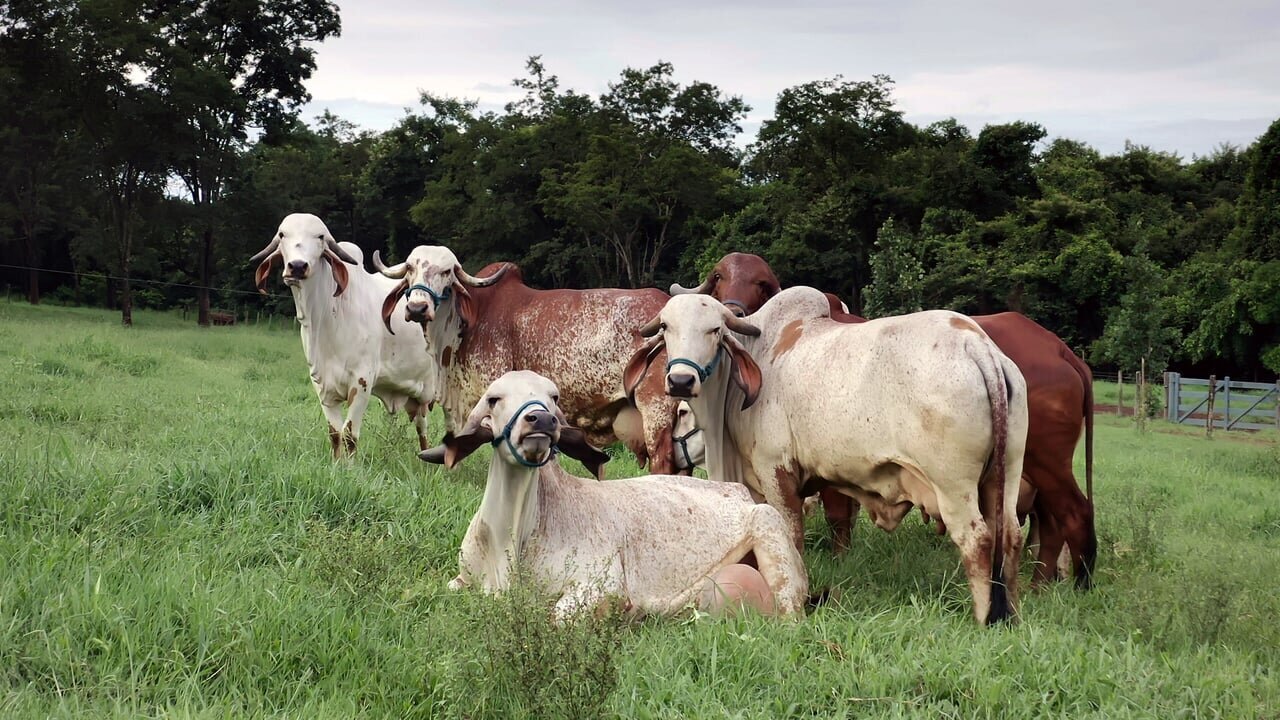 Meuh ! L'épopée des cornes S01E02 Le Zébu à la conquête de l'aride ...