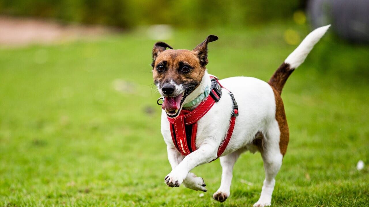 Dog House : un chien pour la vie Un pot de colle…