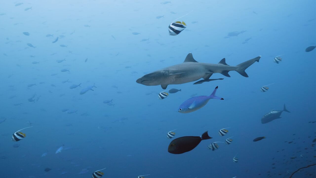 Triangle de Corail : merveilleuse biodiversité marine La…