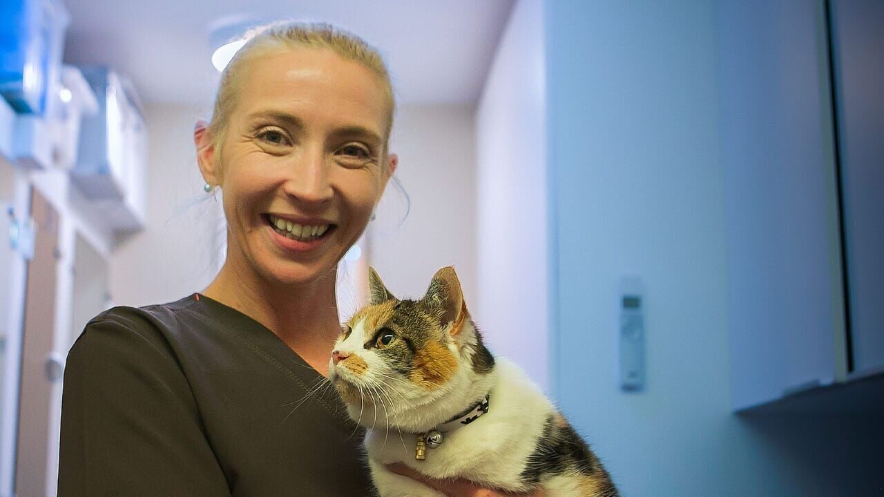 Cat Hospital - Documentaire (2021)