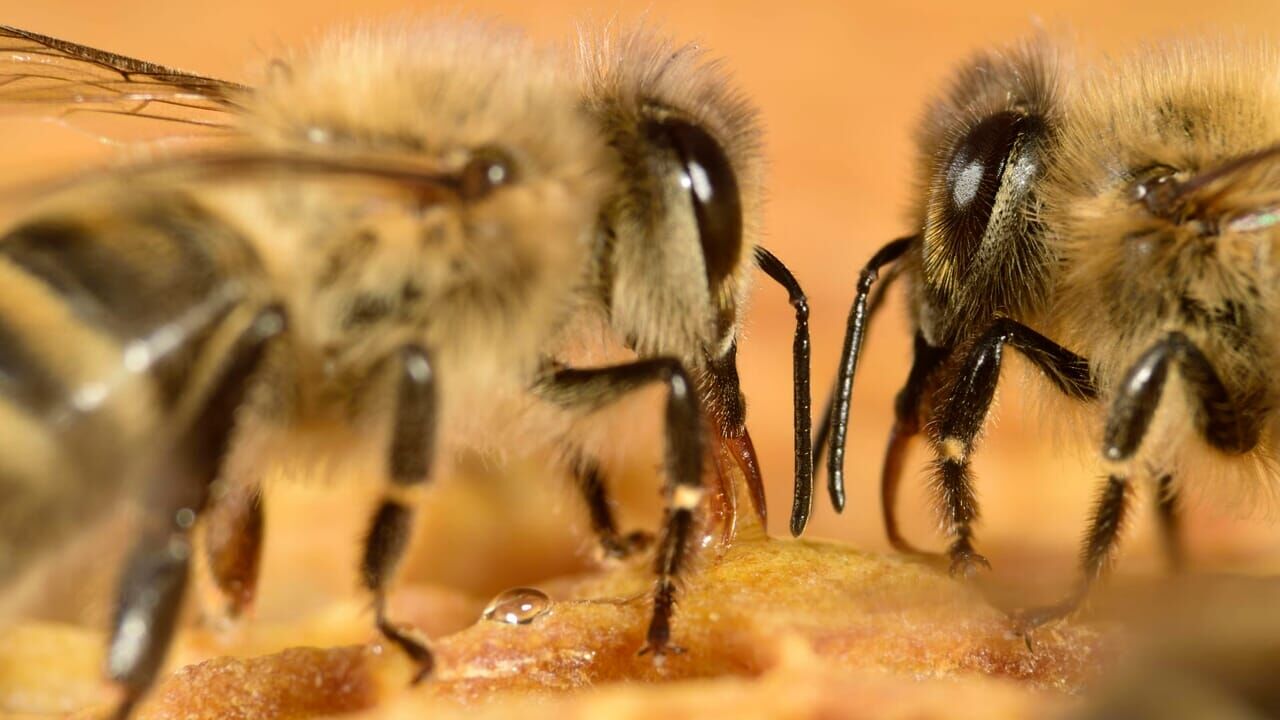 Génies de la nature Les prodiges (Documentaire) où regarder…