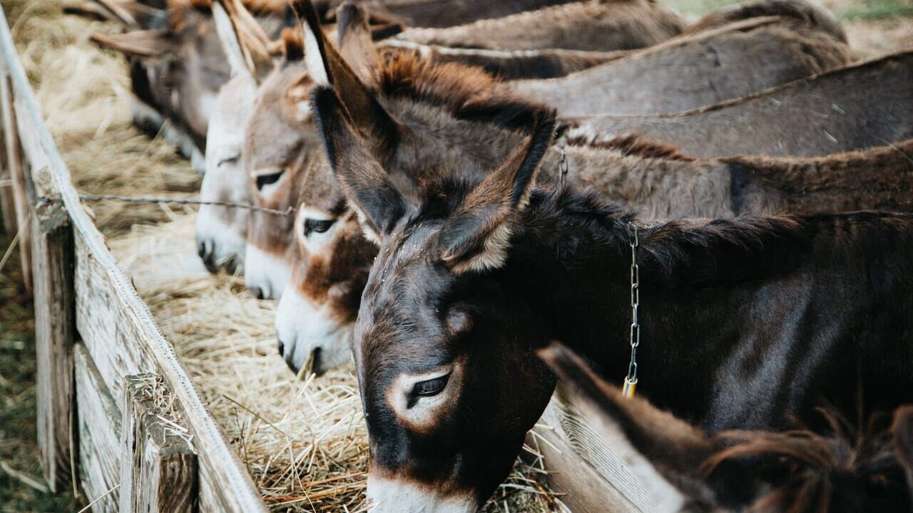 Monténégro, pour l'amour des ânes - Documentaire (2022)