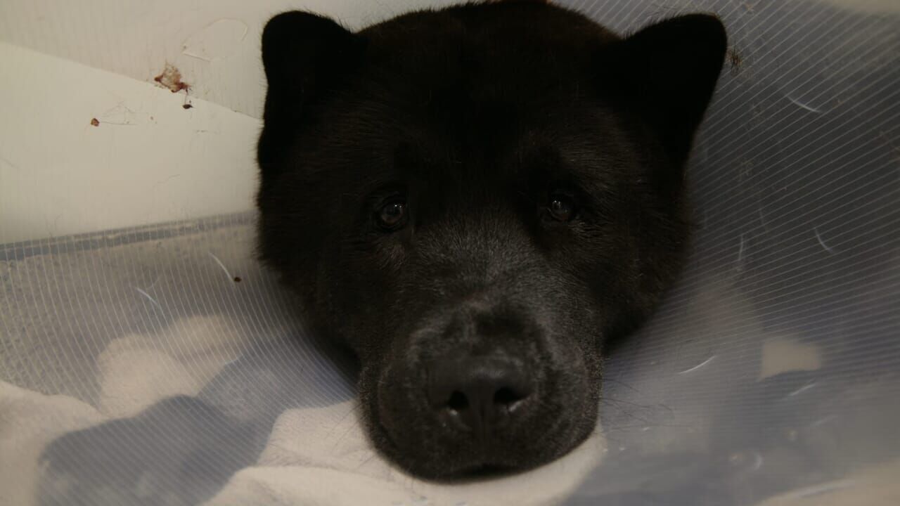 Super vétérinaire Kylo le Colley et Sasha le labrador - Documentaire (2016)