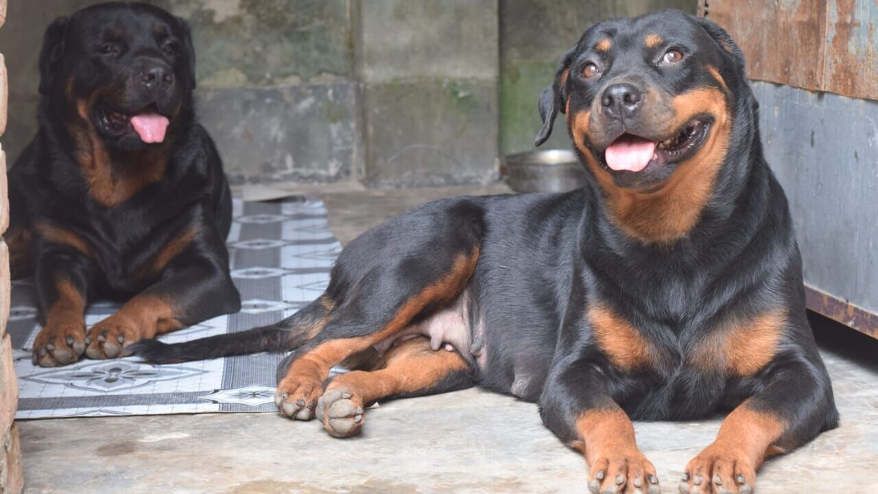 Chiens et chats sans collier Destins croisés (Documentaire) où regarder TV, Replay, Streaming