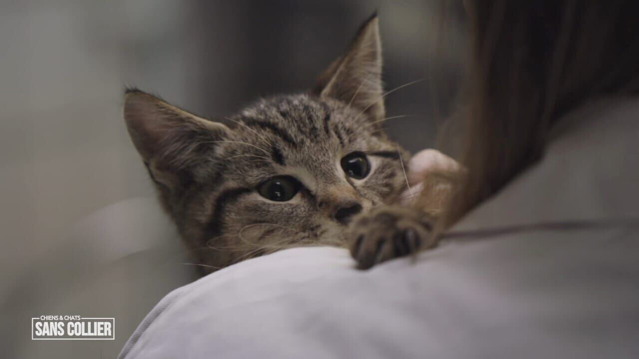 Chiens et chats sans collier Nouveau départ (Documentaire)…