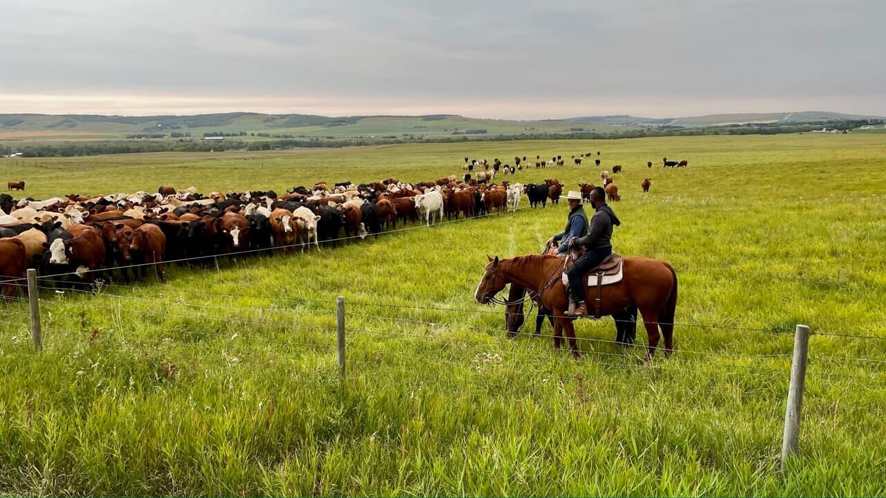 Voyages extraordinaires avec Patrick Aryee Les bisons des grandes ...
