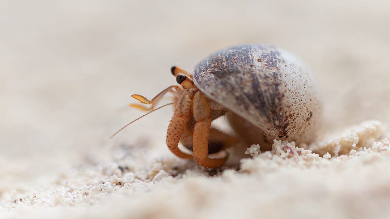 Bernard l'hermite, une épopée sur la terre ferme (Documentaire) où ...