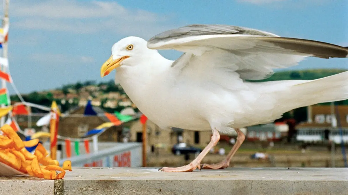 I Am Martin Parr, le photographe so British (Documentaire) où regarder ...