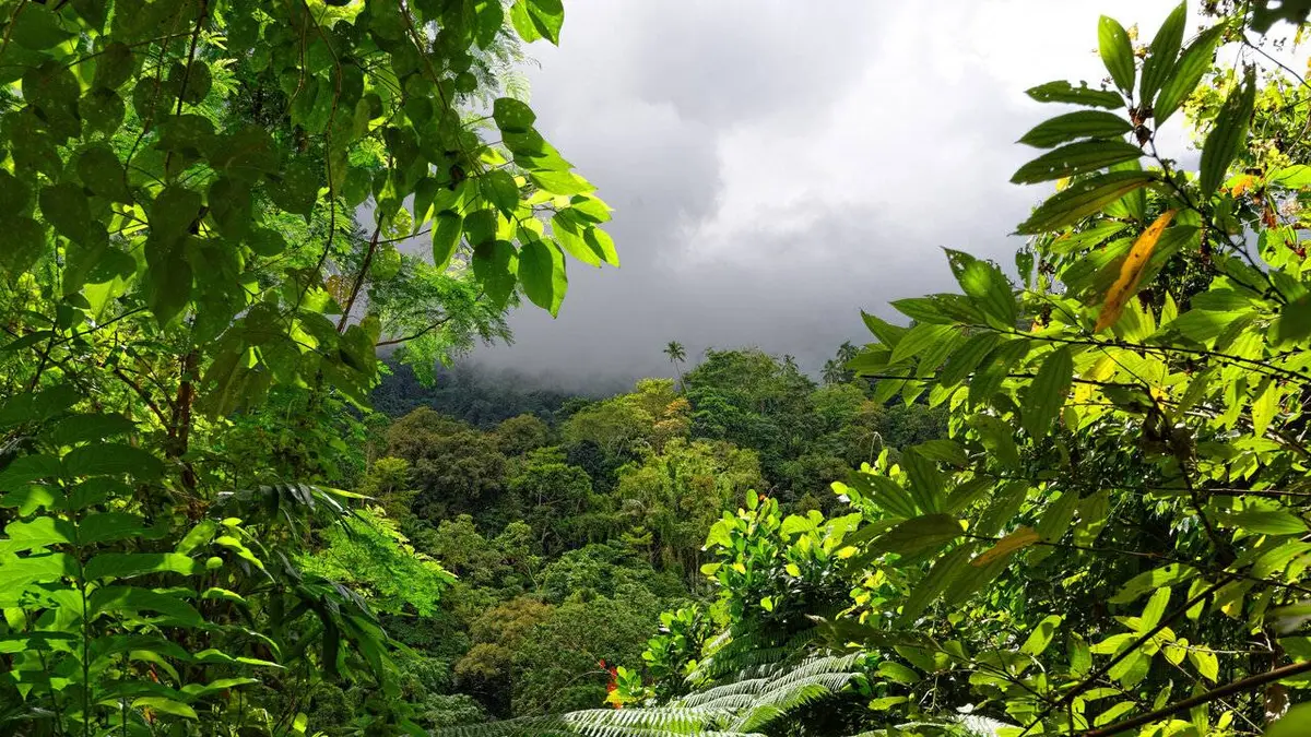 La forêt tropicale humide du Costa Rica (Documentaire) où regarder TV ...