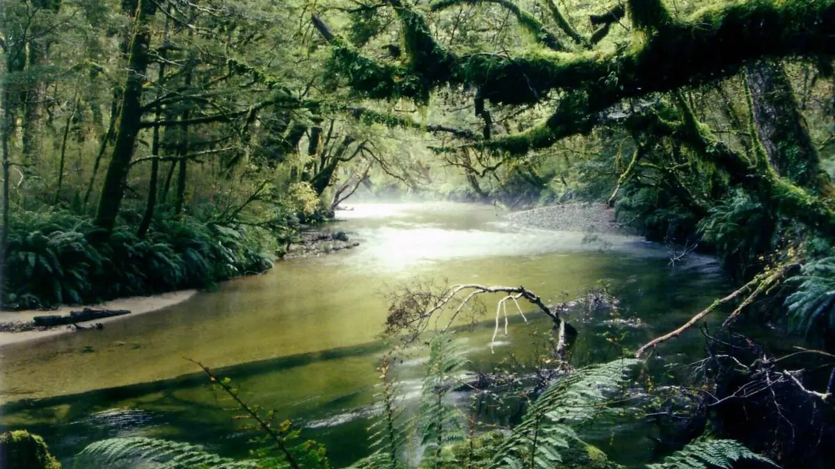 Okavango S01E08 La grande forêt équatoriale (Congo/Gabon) (Magazine) où ...