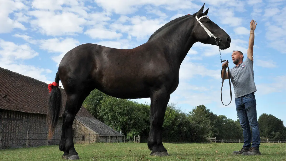 Percheron, le retour du cheval de trait (Documentaire) • Programme TV ...