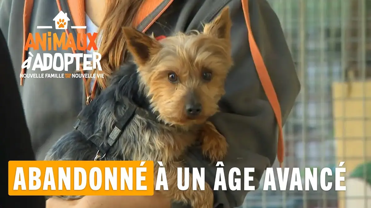 Animaux à adopter : nouvelle famille pour une nouvelle vie replay du 05/09/2023 : Abandonné à un…