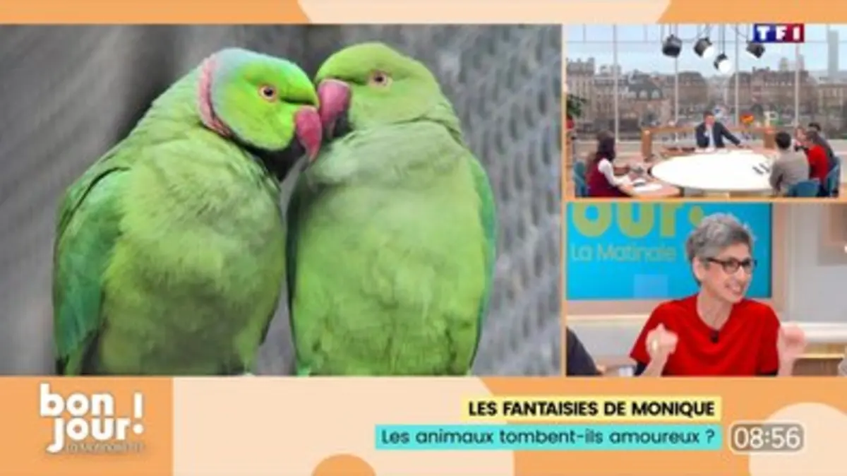 Bonjour ! La Matinale TF1 replay du 26/02/2024 : Bonjour ! La Matinale ...