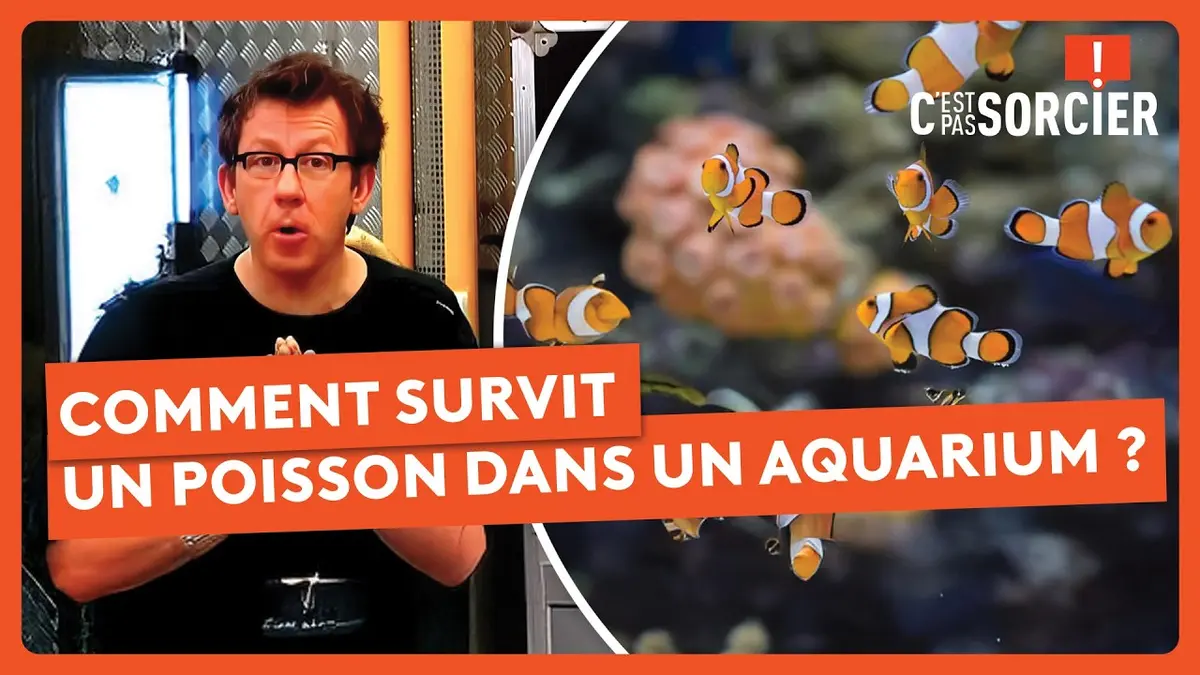 C'est pas sorcier replay du 03/12/2025 : Comment survit un poisson dans ...