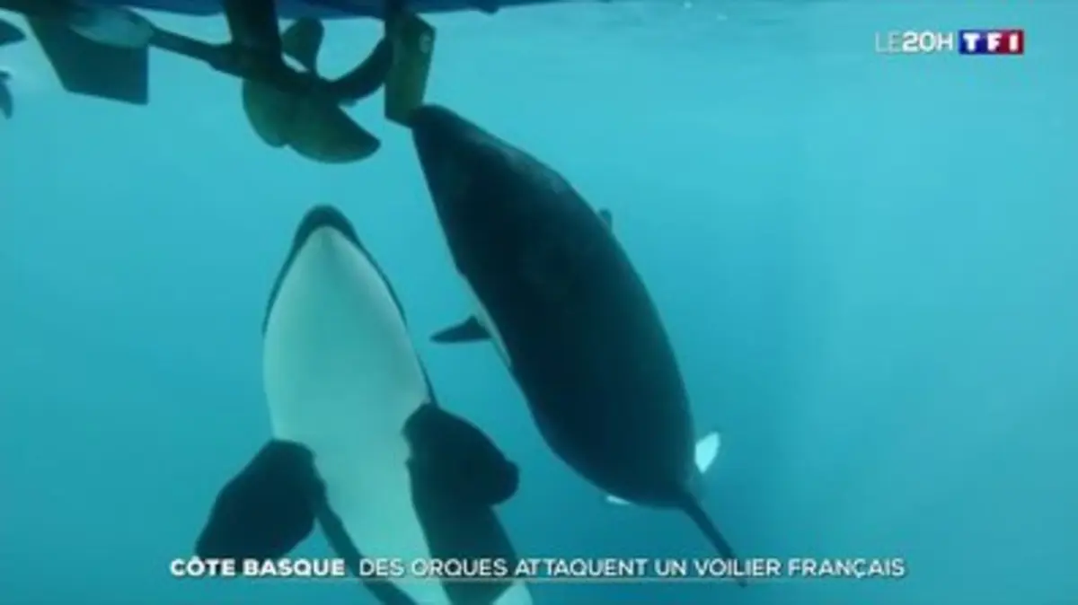 Journal de TF1 replay du 22/07/2025 : Côte basque : des orques ...