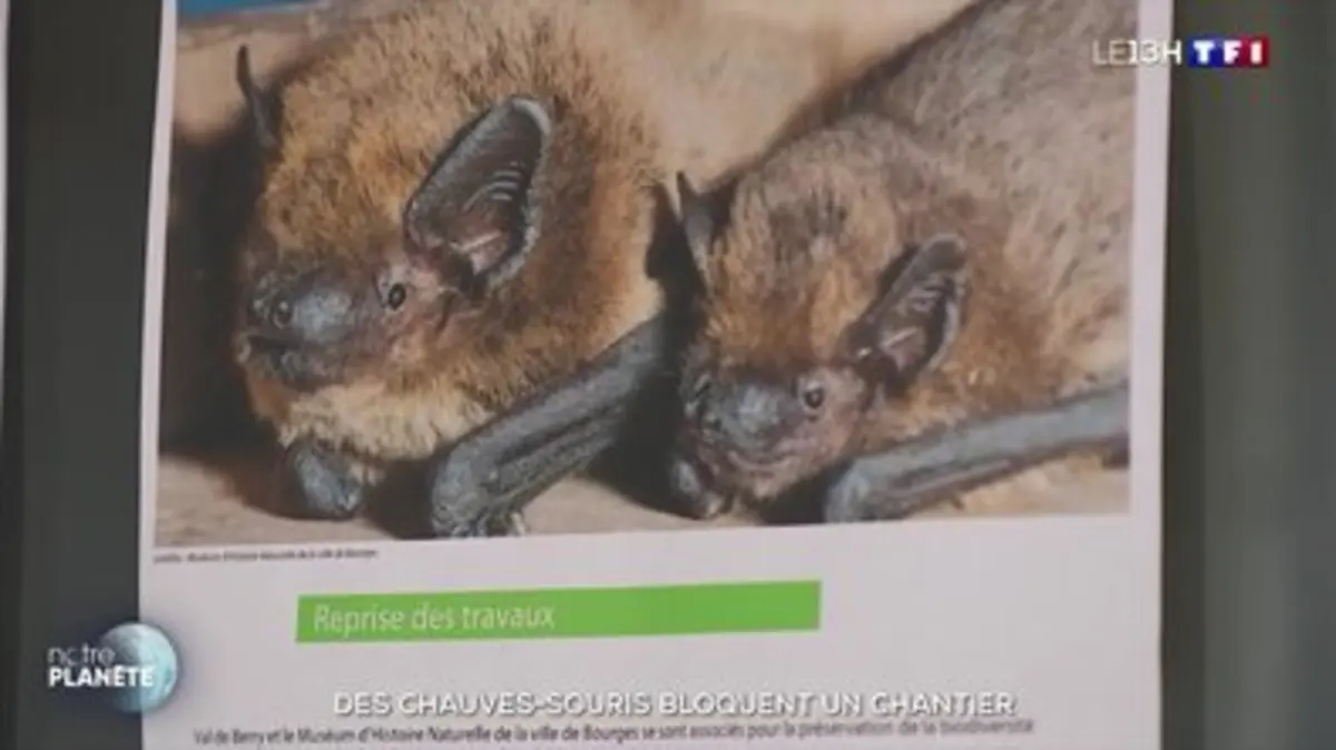 Journal de TF1 replay du 27/03/2024 : Des chauves-souris bloquent un ...