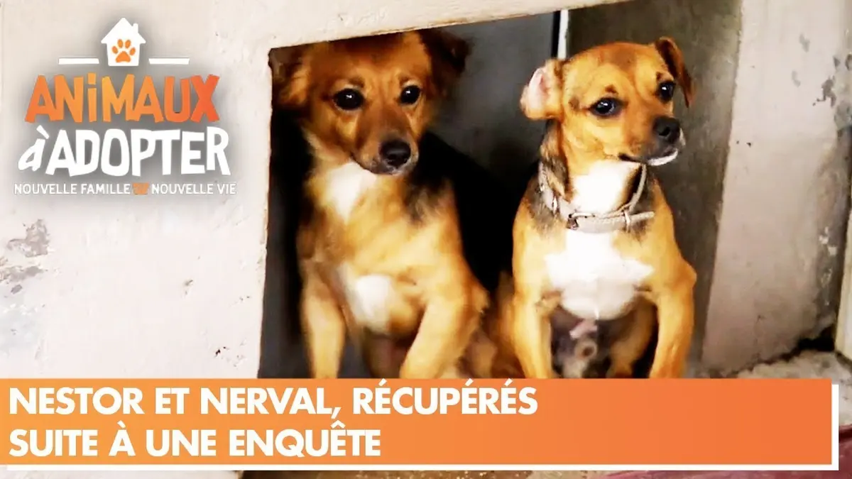 Replay Animaux à adopter : nouvelle famille pour une nouvelle vie du 30/08/2021 : Deux chiens…