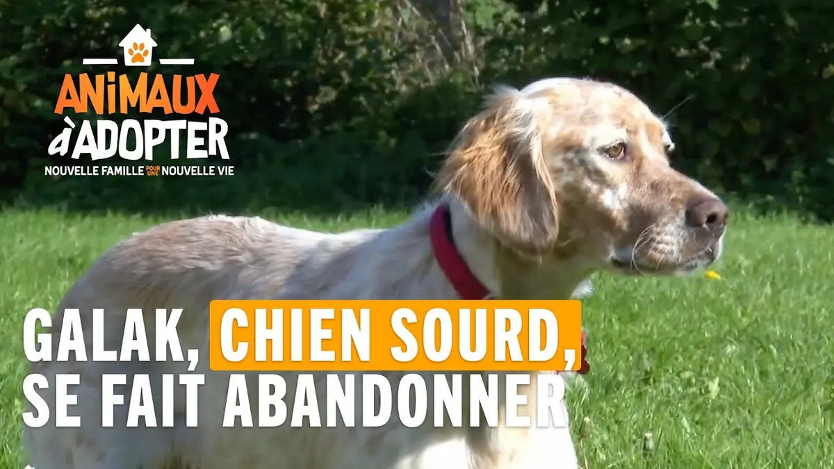 Animaux à adopter : nouvelle famille pour une nouvelle vie replay du 09/05/2023 : Galak, chien…