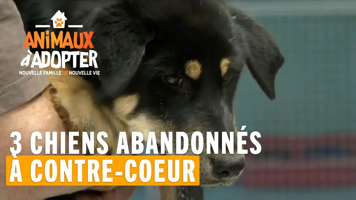 Replay Animaux à adopter : nouvelle famille pour une nouvelle vie du 09/12/2023 : Il abandonne à…