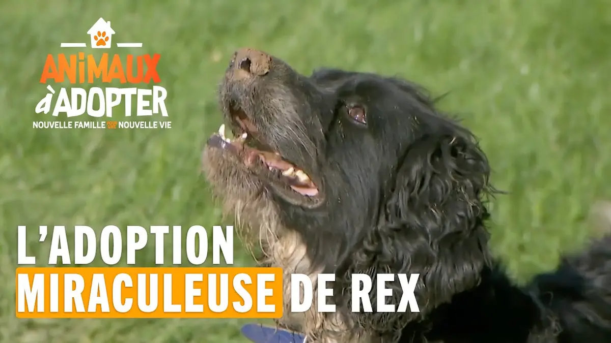 Animaux à adopter : nouvelle famille pour une nouvelle vie replay du 23/09/2024 : L'adoption…