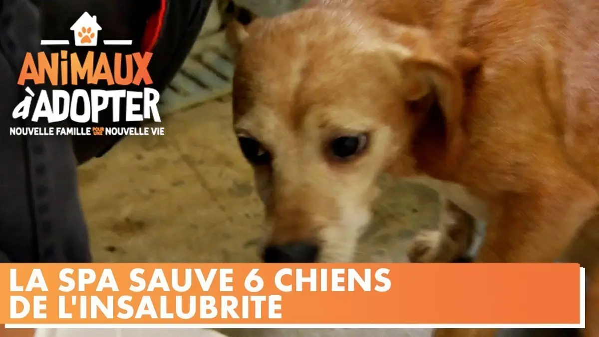Replay Animaux à adopter : nouvelle famille pour une nouvelle vie du 28/08/2021 : La SPA sauve 6…