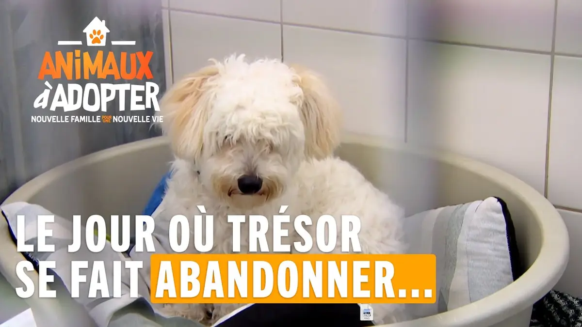 Replay Animaux à adopter : nouvelle famille pour une nouvelle vie du 28/04/2024 : Le jour où Trésor…