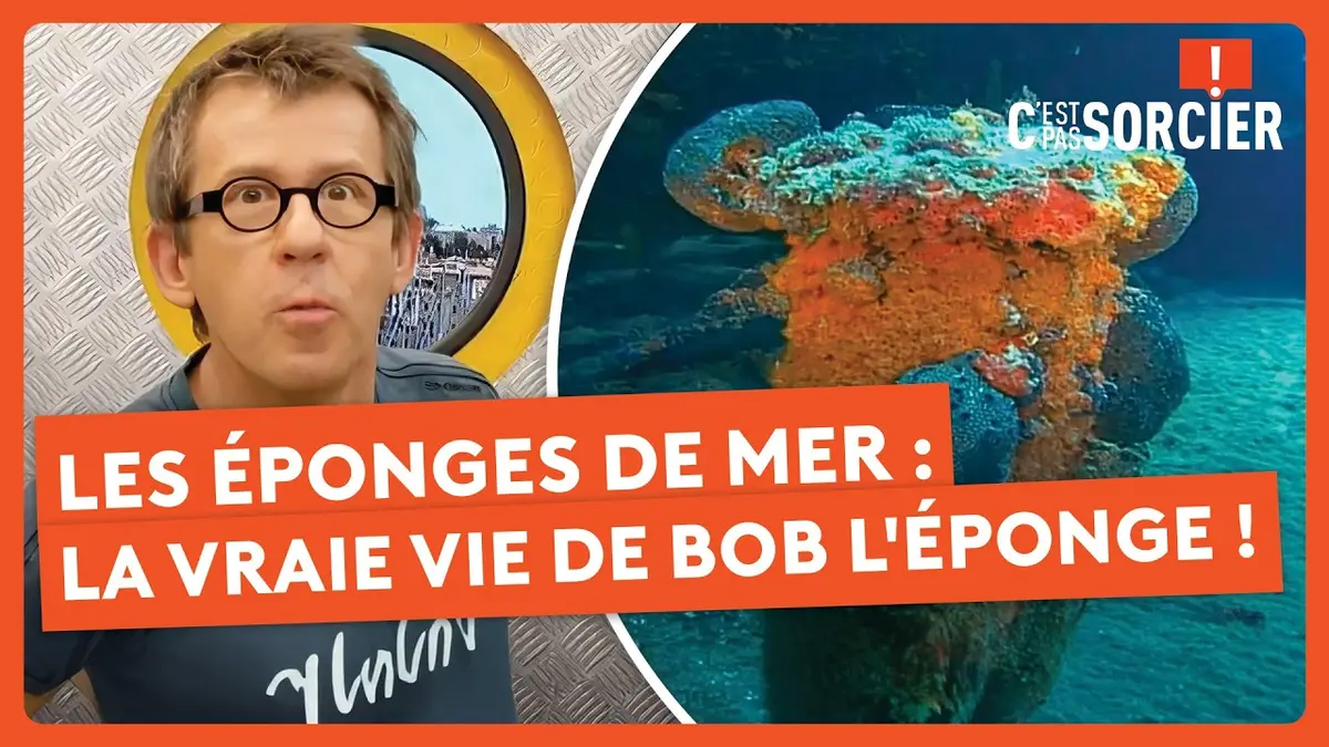 C'est pas sorcier replay du 06/05/2025 : Les éponges de mer : la vraie ...