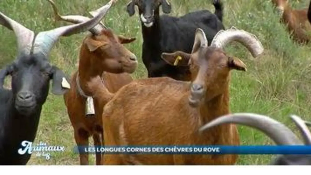 Replay Les animaux de la 8 du 04/04/2016 : Les longues cornes des ...