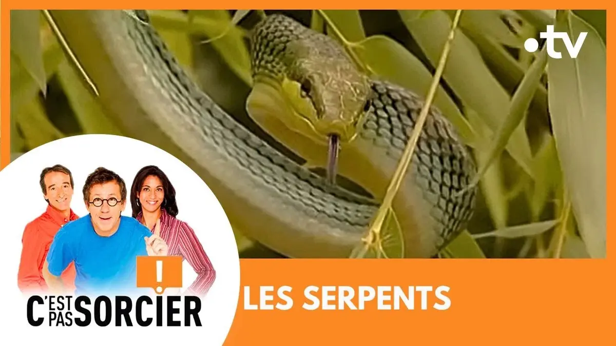 C'est pas sorcier replay du 29/08/2024 : LES SERPENTS - C'est pas ...