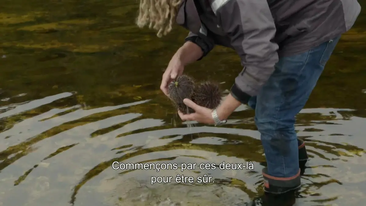 replay du 17/08/2023 : Ocean predators : S1 E2 - Le requin plat-nez