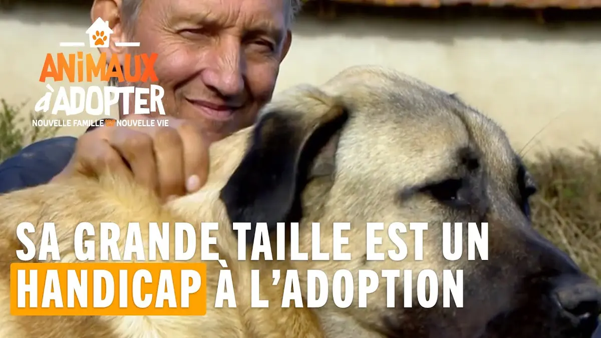 Replay Animaux à adopter : nouvelle famille pour une nouvelle vie du 21/08/2023 : Sa grande taille…