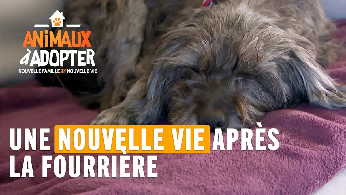 Animaux à adopter : nouvelle famille pour une nouvelle vie replay du 03/11/2024 : Un nouveau départ…