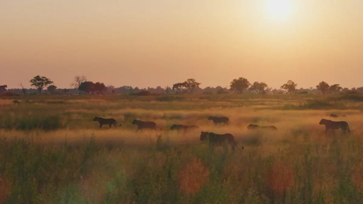 Sur la terre des grands félins replay du 18/12/2025 : Vision nocturne