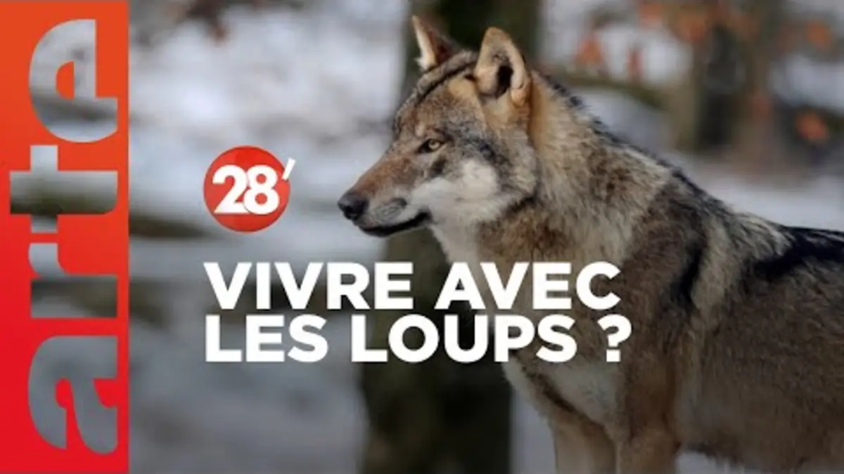Replay 28 minutes du 03/02/2024 : Apprendre à cohabiter avec le loup ...