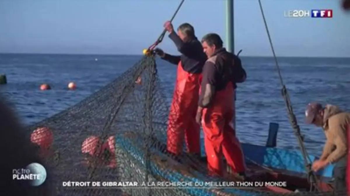Replay Journal de TF1 du 04/07/2024 : Détroit de Gibraltar : à la recherche du meilleur thon du ...