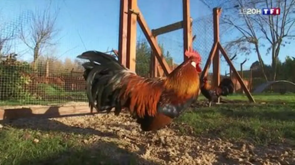 Replay Journal de TF1 du 03/01/2024 : Emblême national : ils veulent sauver le coq gaulois