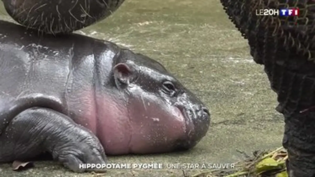 Replay Journal de TF1 du 22/11/2024 : Hippopotame pygmée : une star à ...